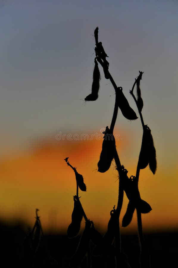 Soybean plant at sunset stock photo. Image of grain, autumn - 27226258