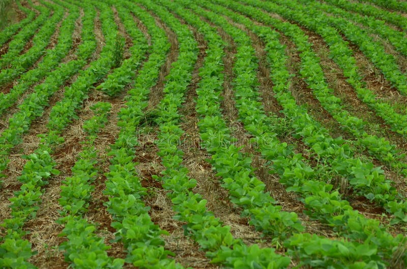 Soybean Plantation, Monoculture, Agribusiness, Stock Photo - Image of ...