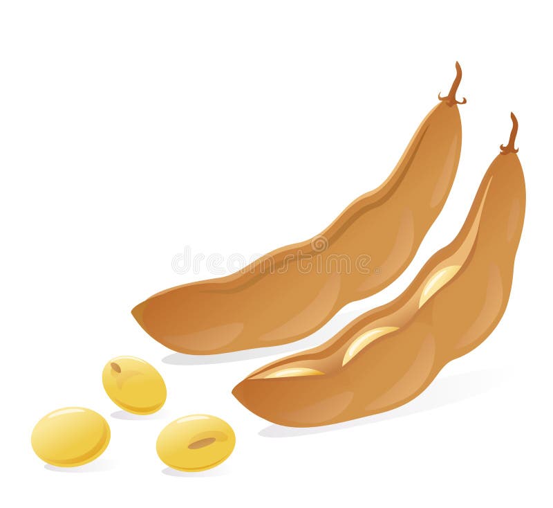 Soybean Stock Illustrations – 7,914 Soybean Stock Illustrations ...