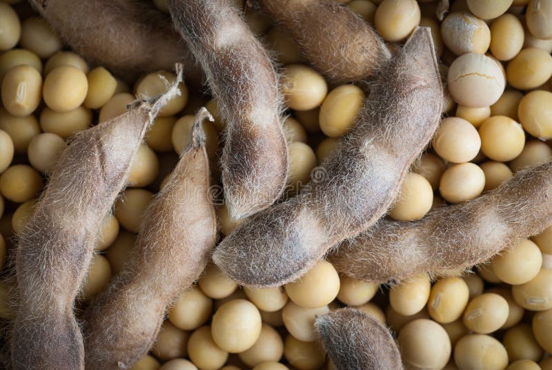 Soybean pod stock photo. Image of macro, fiber, autumn - 38665766