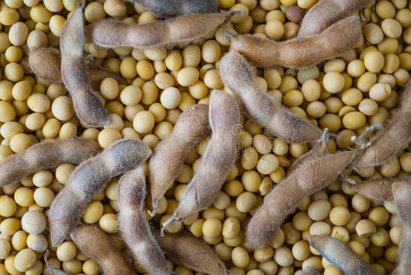 786 Soybean Pod Close Up Stock Photos - Free & Royalty-Free Stock ...