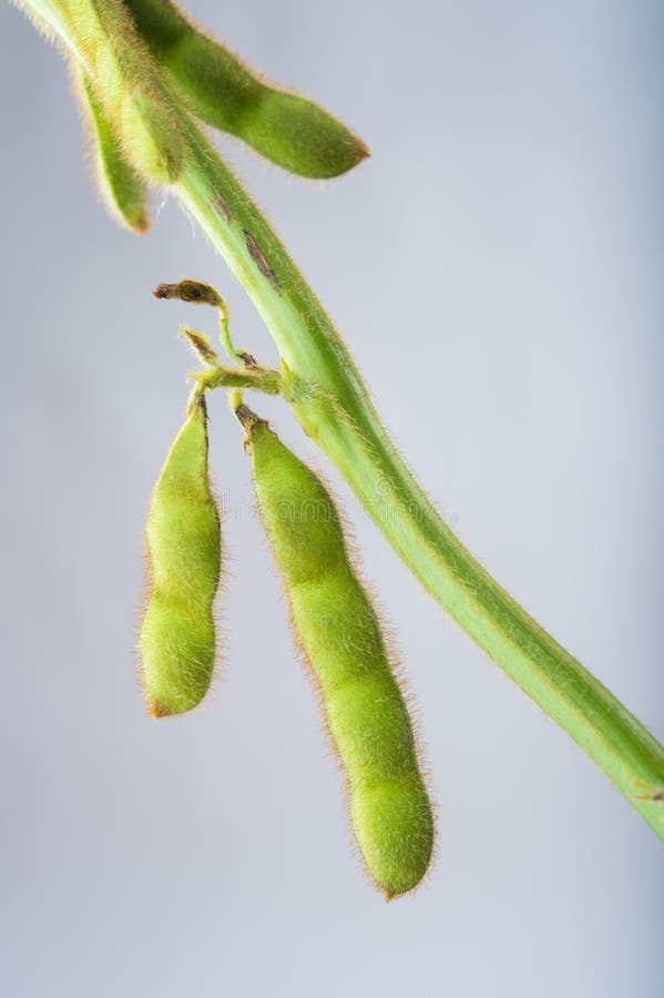 Soybean pods stock photo. Image of agronomy, green, growing - 43359526