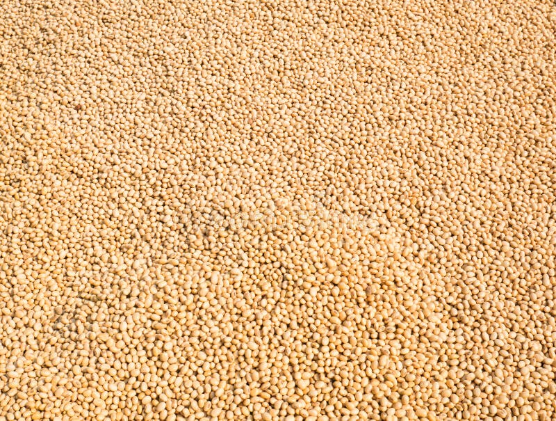 Soybean Background stock image. Image of eating, lifestyle - 29904397