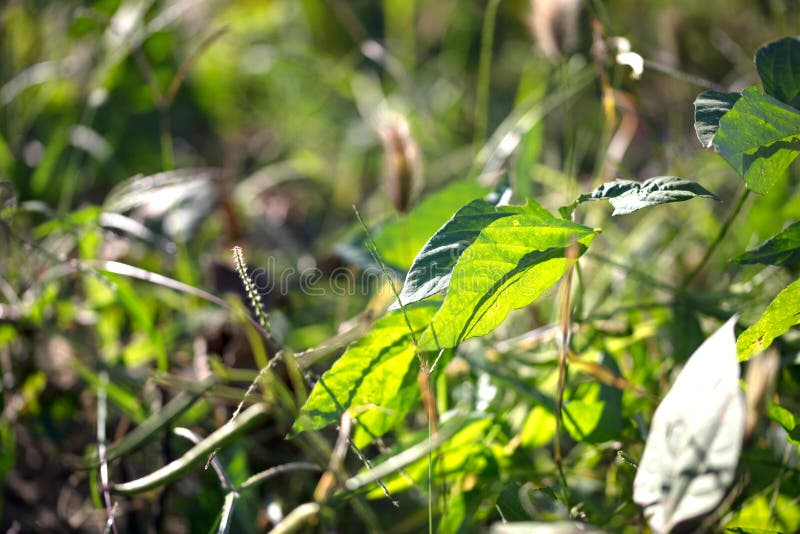 Soybean Seedlings in Autumn Crops Stock Image - Image of crops, nature ...