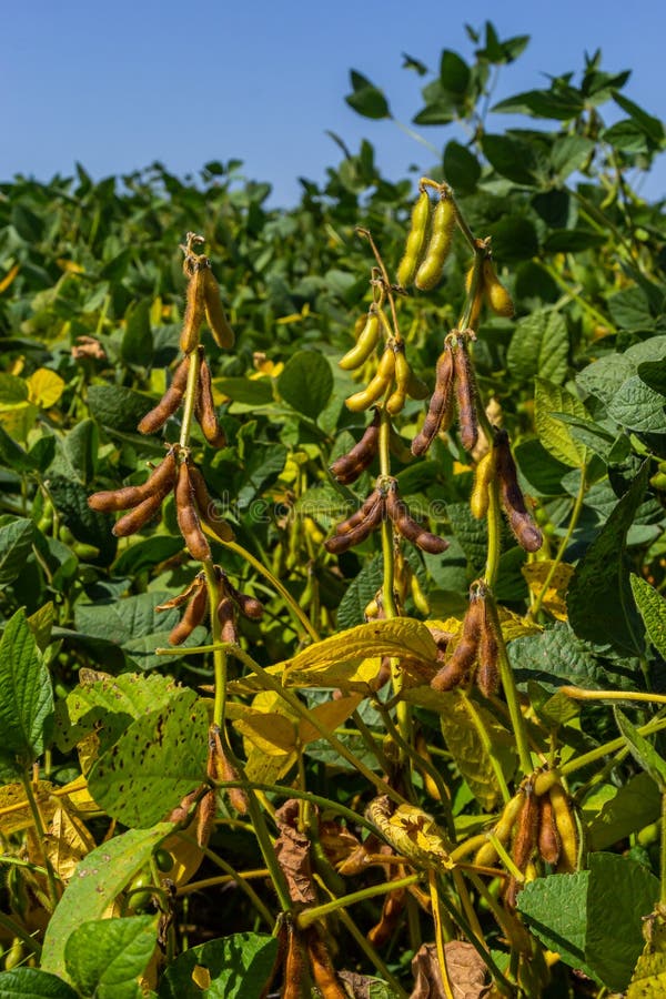 Soybean Shell in the Soybean Field. Yellow and Brown Pods Stock Image ...