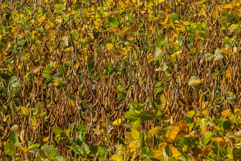 Soybean Shell in the Soybean Field. Yellow and Brown Pods Stock Image ...