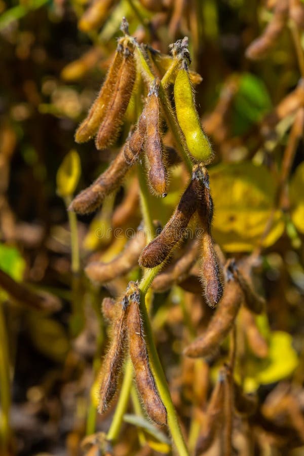 234 Soybean Brown Stem Stock Photos - Free & Royalty-Free Stock Photos ...