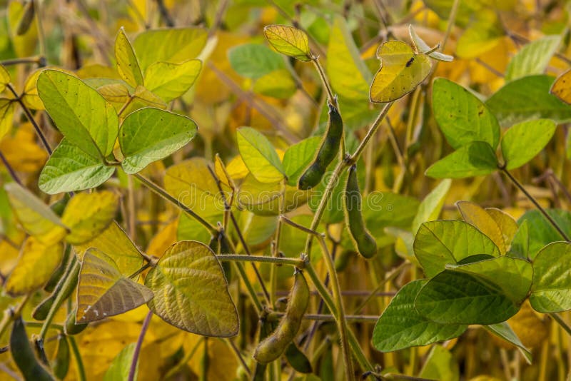 Soybean Shell in the Soybean Field. Yellow and Brown Pods Stock Image ...