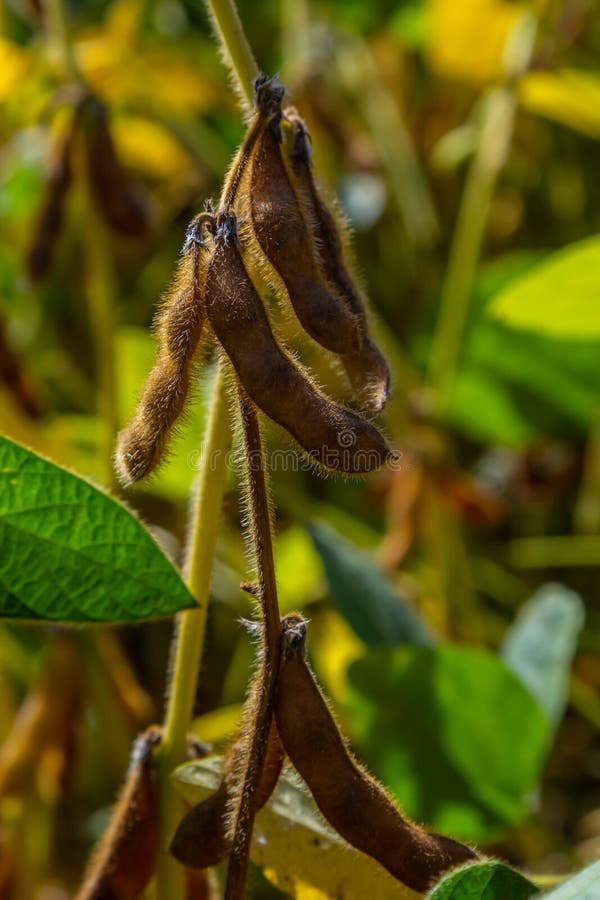 Soybean Shell in the Soybean Field. Yellow and Brown Pods Stock Image ...