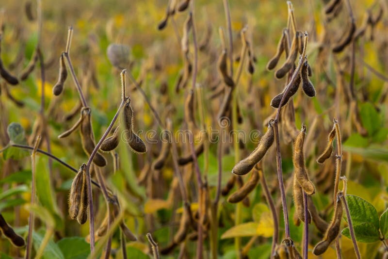 Soybean Shell in the Soybean Field. Yellow and Brown Pods Stock Image ...
