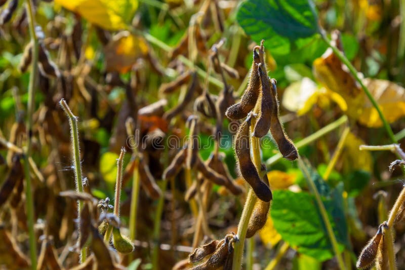 Soybean Shell in the Soybean Field. Yellow and Brown Pods Stock Image ...