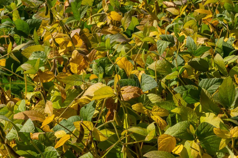 Soybean Shell in the Soybean Field. Yellow and Brown Pods Stock Image ...