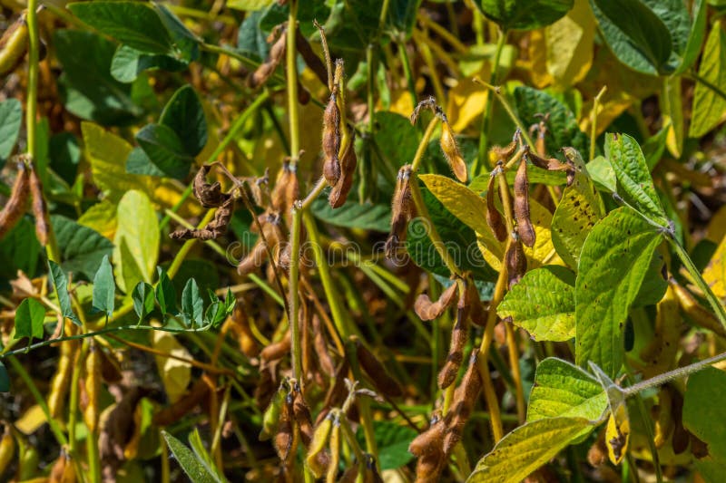 234 Soybean Brown Stem Stock Photos - Free & Royalty-Free Stock Photos ...