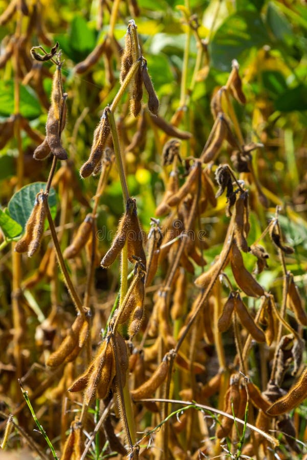 Soybean Shell in the Soybean Field. Yellow and Brown Pods Stock Photo ...