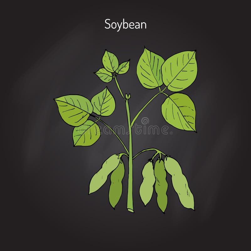 Soybean, or soya bean stock vector. Illustration of soya - 89738208