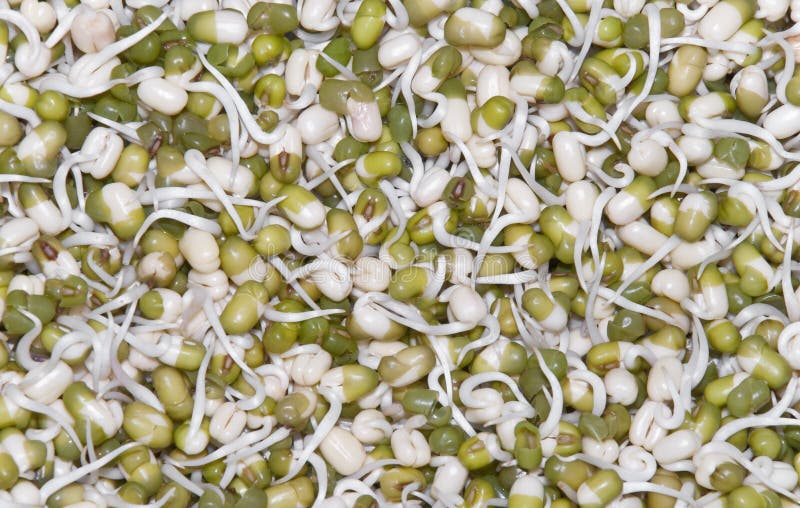Soybean sprouts stock photo. Image of health, healthy - 13149002