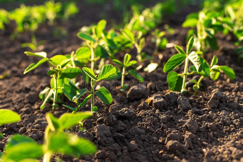 Soybean Sprouts Grow in the Field. Close-up of a Soybean Sprout Stock ...