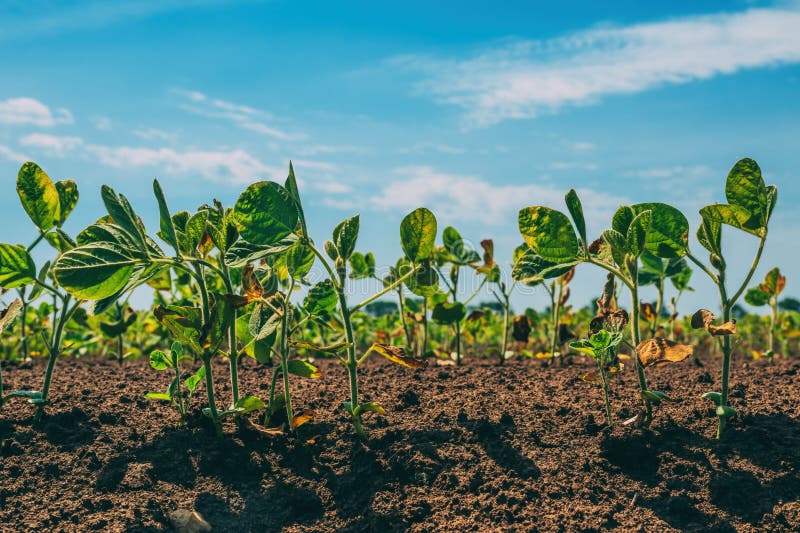 Soybean Sprouts Growing in Cultivated Field Stock Photo - Image of ...