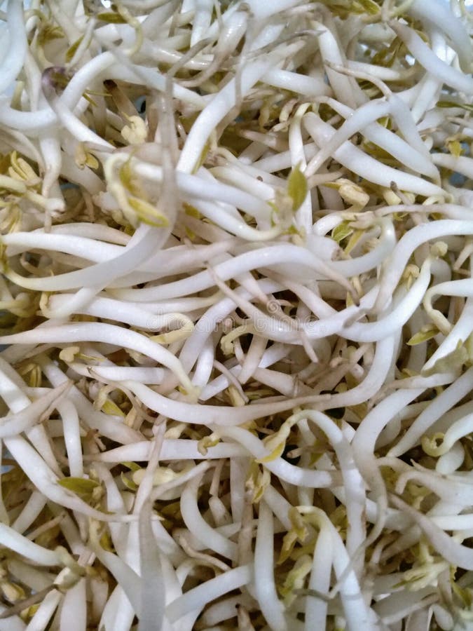 Soybean Sprouts are One Type of White Vegetable Stock Photo - Image of ...