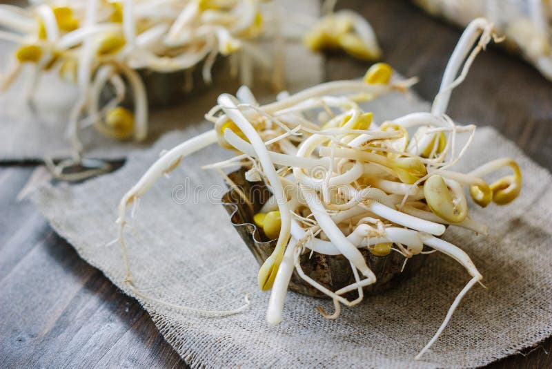 Soybean Sprouts. Table with Soy Bean Sprouts on it. Stock Image - Image ...