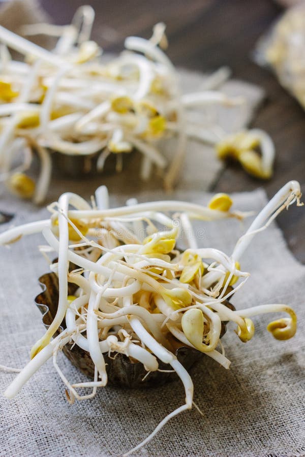 Soybean Sprouts. Table with Soy Bean Sprouts on it. Stock Photo - Image ...
