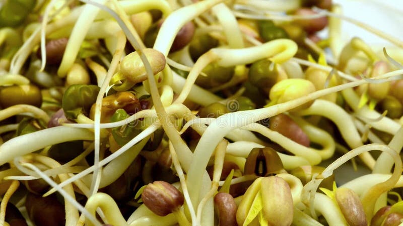Soybean Sprouts on a Turn Table, Zoom in Stock Footage - Video of ...