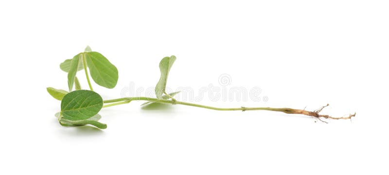 Soybean stalk with root stock image. Image of leaf, fresh - 327323607