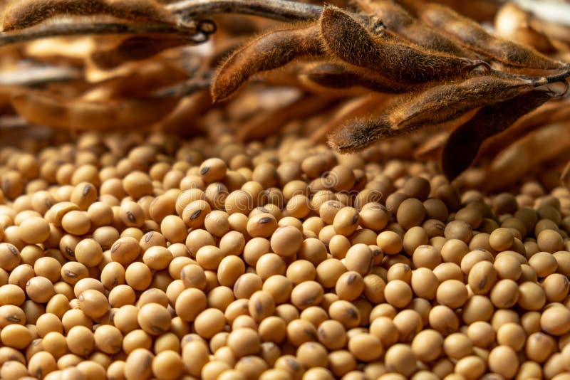 Soybean Stalks As Background, Side View Stock Photo - Image of bean ...