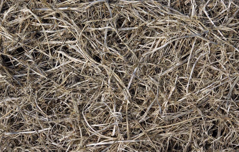 Soybean straw in field stock photo. Image of farmer - 127533566