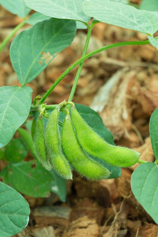 Soybean on tree stock image. Image of farm, soybean, pigeon - 62577671