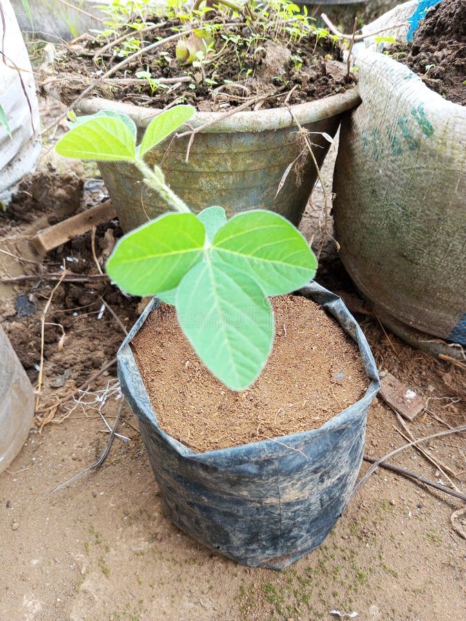 Soybean tree stock image. Image of green, live, tree - 327241983
