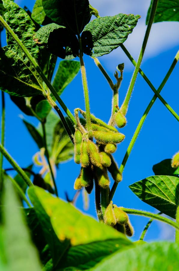 Soybean Varieties Growing, Green Stock Photo - Image of ggreen, green ...
