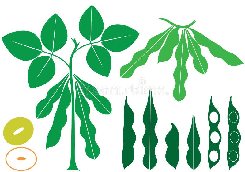 Soybean stock vector. Illustration of soya, vector, vegetarian - 49217175