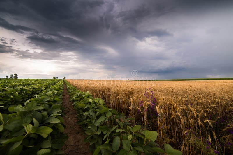 Soybean and Wheat Fields Ripening at Spring Season Stormy Day Stock ...