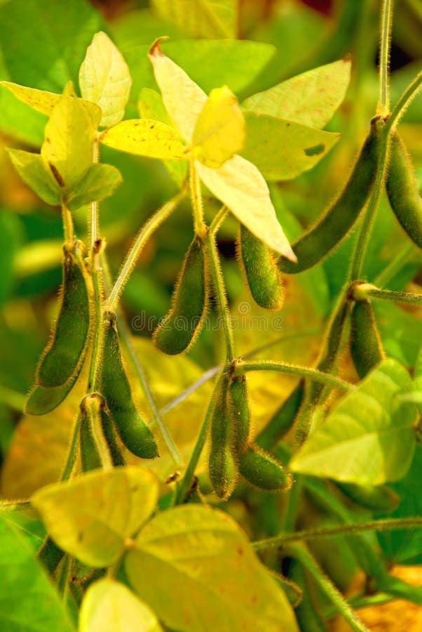Soybeans stock photo. Image of beans, produce, fields - 2223824