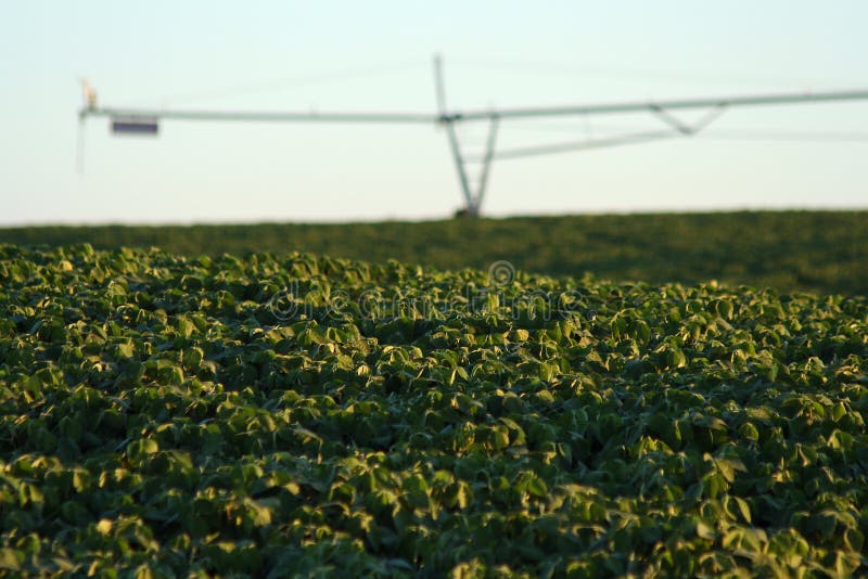 Center-Pivot Irrigation Waterwheel Circle Farm Field Agriculture Stock ...
