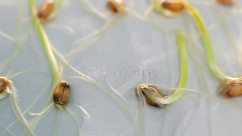 Soybeans are Germinated in the Laboratory for Growth Studies. Stock ...