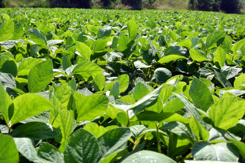 Soybeans grow in the field stock image. Image of young - 305445609
