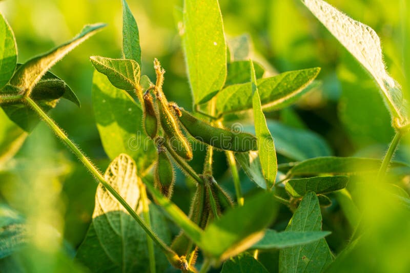 Soybeans Grow on Stalks. Soybeans in the Growing Stage Stock Image ...