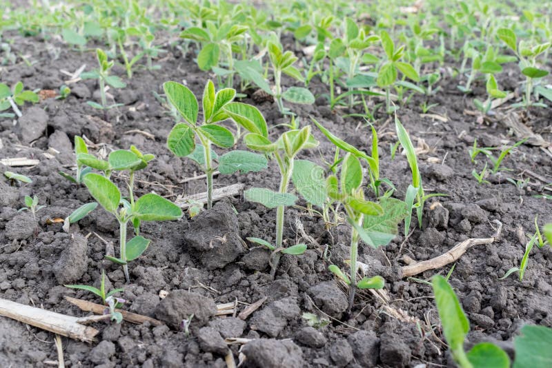 Soybeans Growing on the Field Stock Photo - Image of farm, monoculture ...