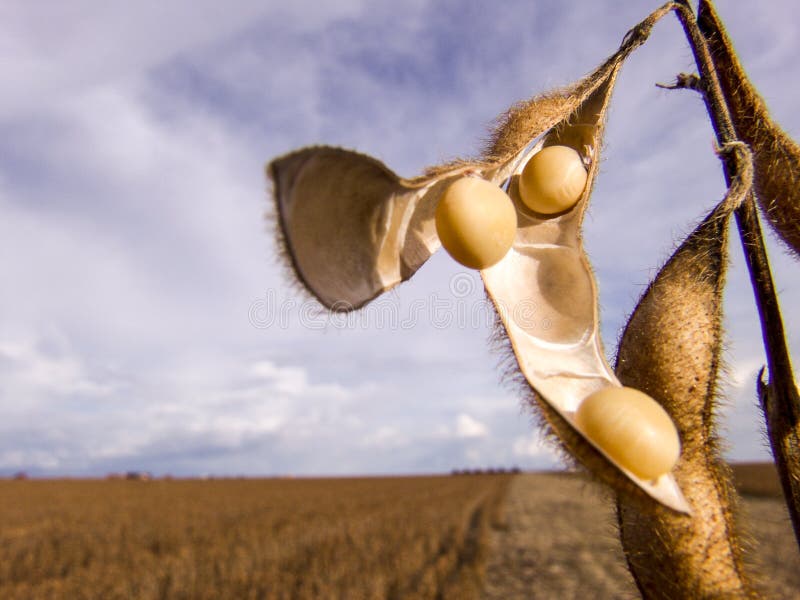 Soybeans stock image. Image of cultivate, plant, agribusiness - 60273247