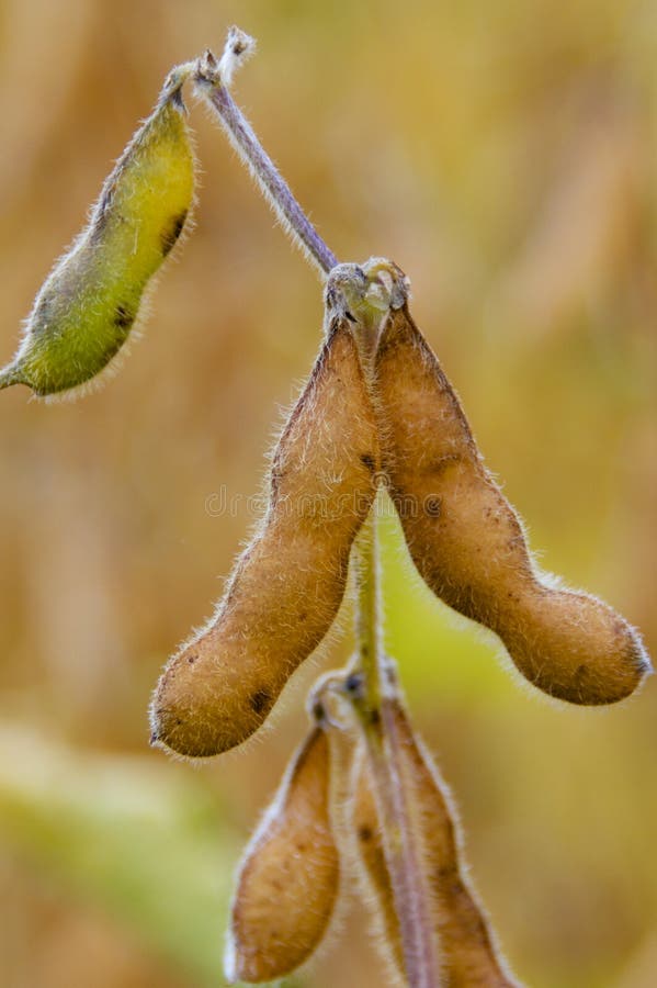 Soybeans stock image. Image of agricultural, soybeans - 44637641