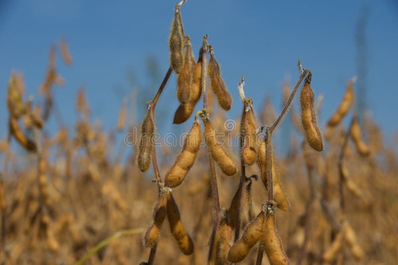 Soybeans stock photo. Image of feed, pick, soybeans, agriculture - 44638054