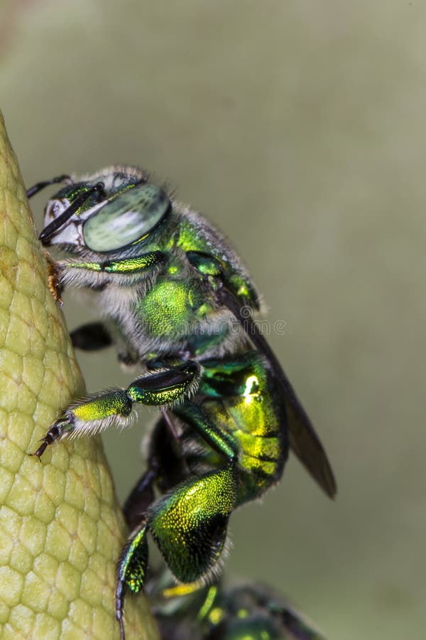 Abelha Do Sp De Euglossa - Fim Verde Da Abelha Acima - Sp De ...