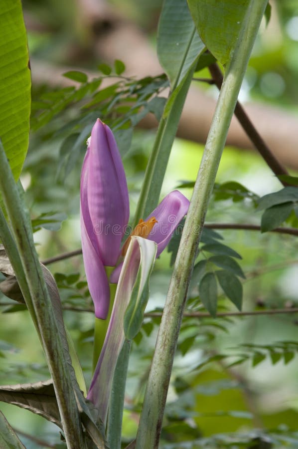 Sp de Musa da banana foto de stock. Imagem de verde, plantas - 87505830
