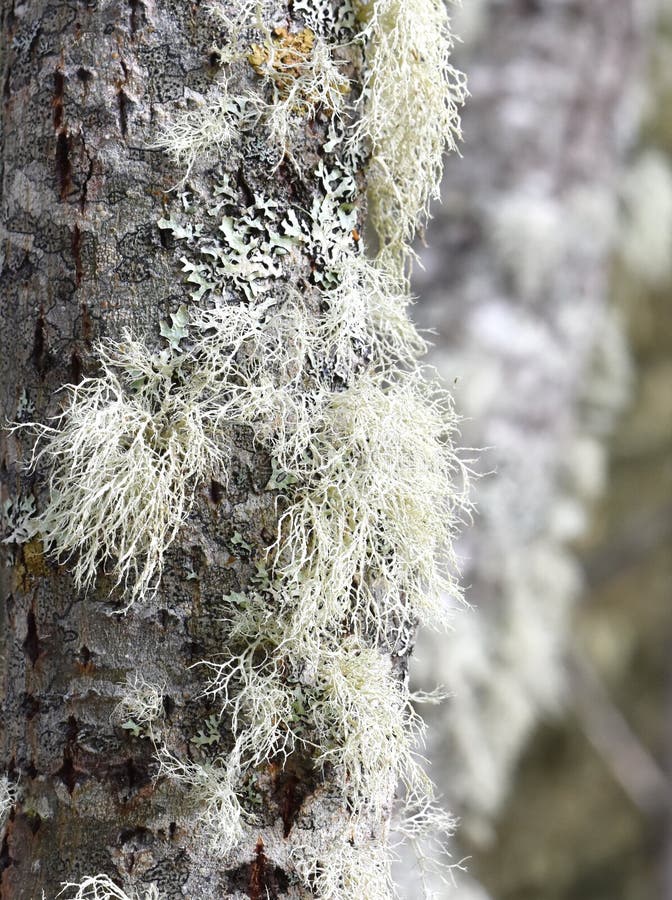 Usnea Lichen on New Zealand Trees De La Barba Del ` S Del Viejo Hombre ...