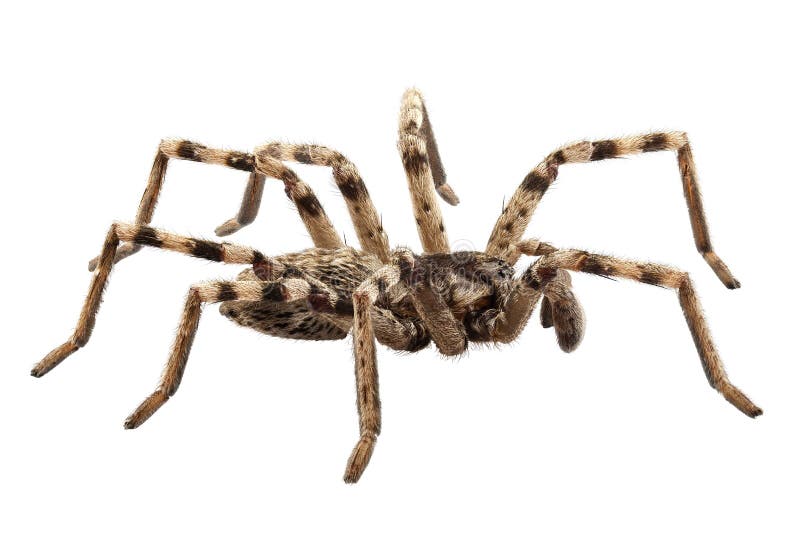 Sp Do Lycosa Da Aranha De Lobo Foto de Stock - Imagem de macro, isolado ...