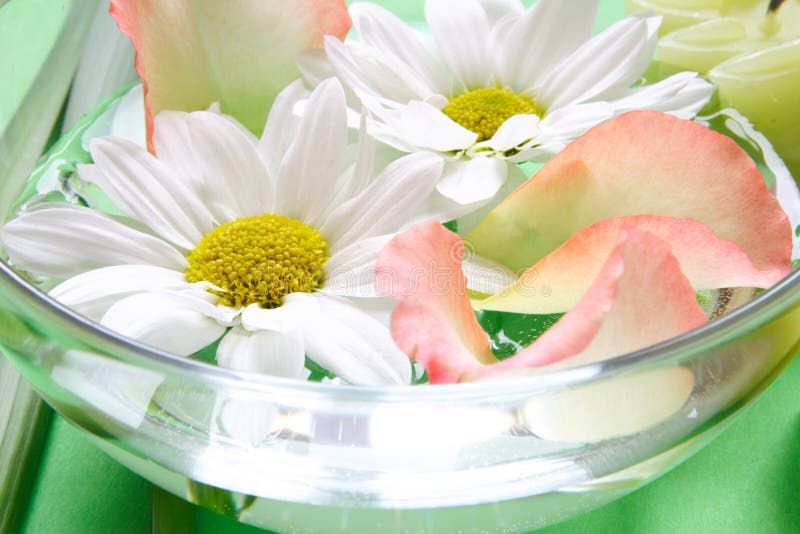 Shells of snails stock photo. Image of summer, shape, conch - 4322220