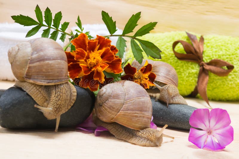 SPA Background with Snails Surrounded by Different Stock Photo - Image ...