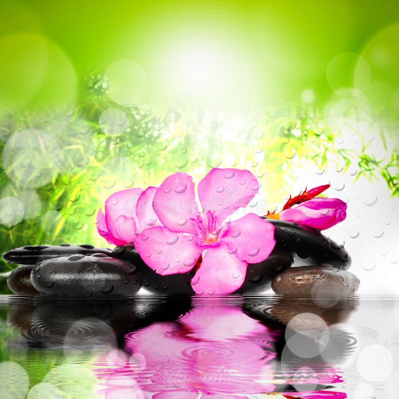 Spa Concept. Flower and Stones. Stock Image - Image of oleander, black ...